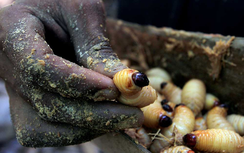 Festival Ulat Sagu di Papua Bertujuan Melestarikan Tradisi