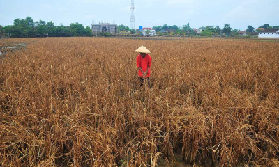 Ribuan Hektare Tanaman Padi di Kudus Gagal Panen Akibat Banjir