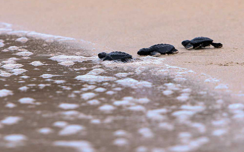 Melihat Lebih Dekat Edukasi Konservasi Penyu di Aceh - Bisnis.com