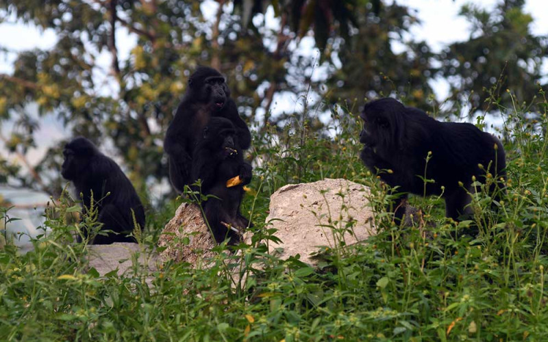 Kelompok Kera Hitam Sulawesi Berada di Tepi Jalan Jalur Trans Sulawesi