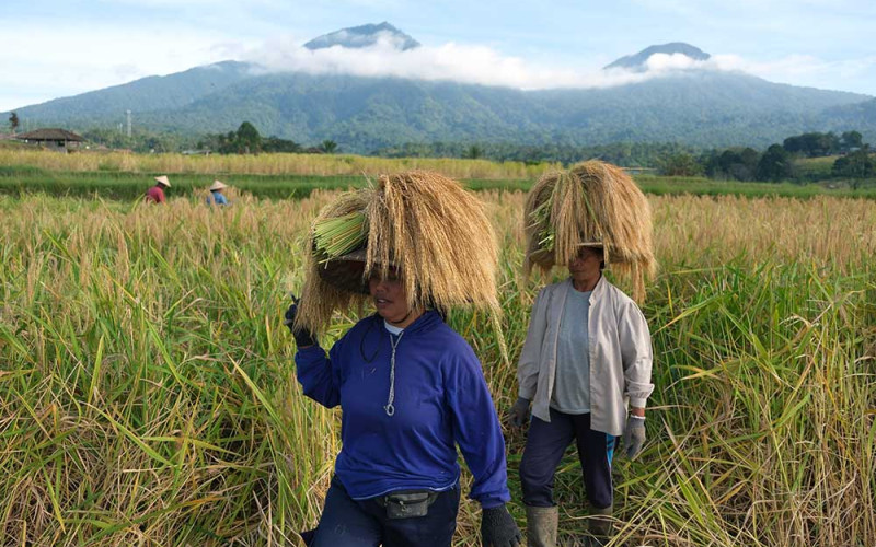 Panen Raya Padi Beras Merah di Bali Menjadi Daya Tarik Wisata - Bisnis.com