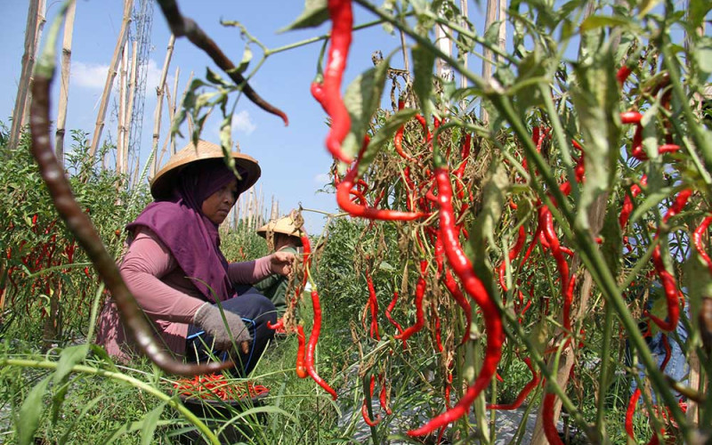 Petani Cabai di Jombang Jual Langsung Hasil Panen ke Pasar - Bisnis.com