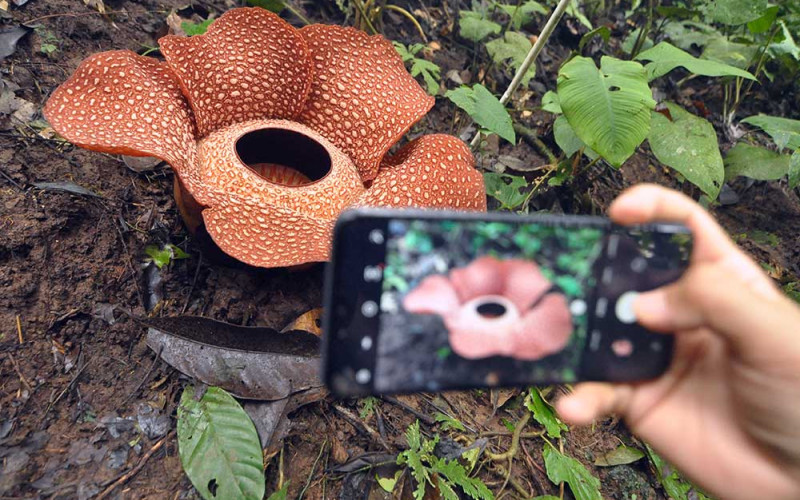 Bunga Rafflesia Arnoldi Raksasa Mekar Sempurna di Bengkulu - Bisnis.com