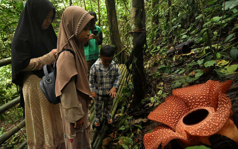 Bunga Rafflesia Arnoldi Raksasa Mekar Sempurna di Bengkulu - Bisnis.com