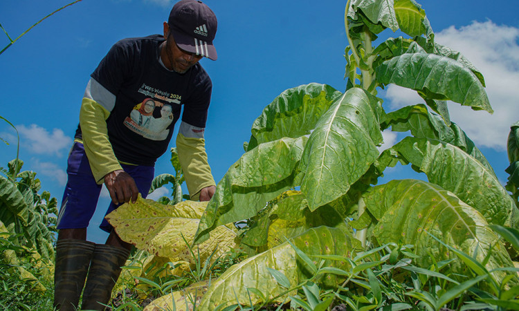 Pertanian Tembakau Terdampak Kemarau Basah