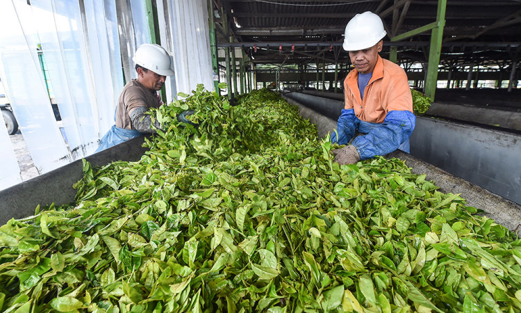 Produksi Teh Kayu Aro PTPN IV Capai 14.000 Ton Hingga September 2025