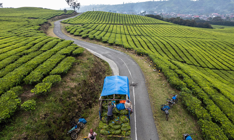 Produksi Teh Kayu Aro PTPN IV Capai 14.000 Ton Hingga September 2025