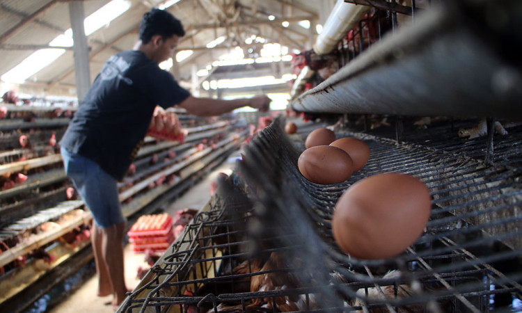 Harga Telur di Jombang Turun akibat Overpopulasi dan Kenaikan Pakan