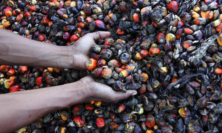 Harga TBS Sawit Riau Naik Jadi Rp3.900 per Kilogram