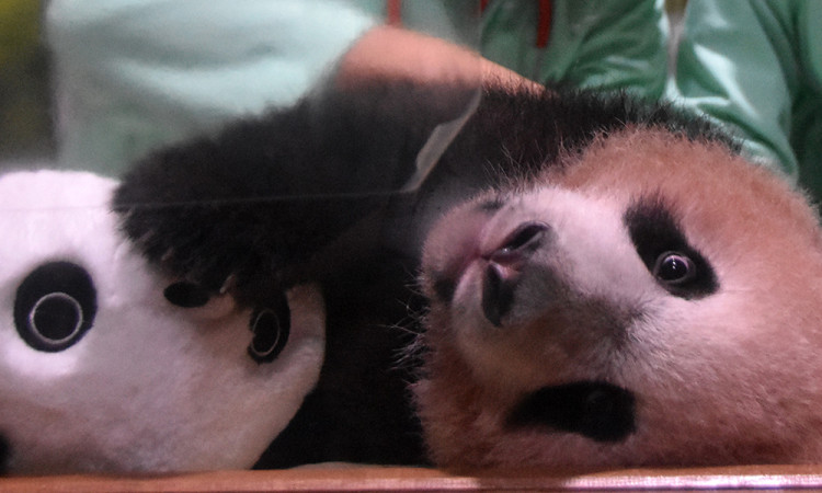 Bayi Panda Raksasa Satrio Wiratama Tumbuh Sehat di Istana Panda TSI Cisarua