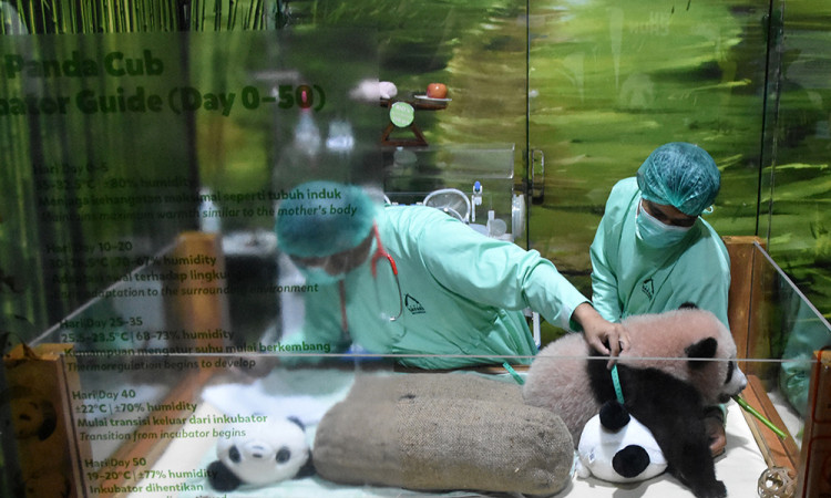 Bayi Panda Raksasa Satrio Wiratama Tumbuh Sehat di Istana Panda TSI Cisarua
