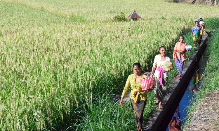 Petani Jatiluwih Gelar Upacara Ngusaba Alit Jelang Panen Padi
