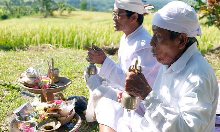 Petani Jatiluwih Gelar Upacara Ngusaba Alit Jelang Panen Padi