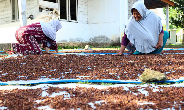 Harga Cengkeh Kering di Tingkat Petani Kota Sabang Turun Jadi Rp106 ...