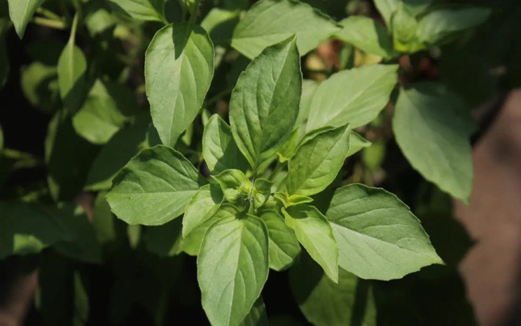 Simak Manfaat Daun Kemangi, Kandungan dan Efek Sampingnya