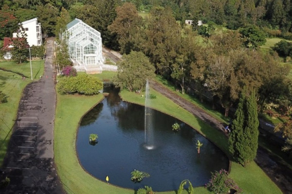 Bunga Bangkai di Kebun Raya Cibodas Segera Mekar