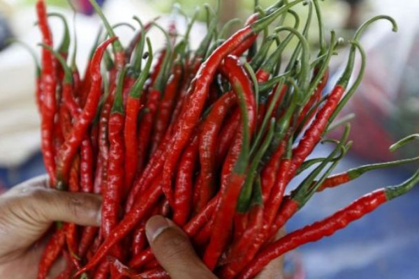 Ini Manfaat Cabai Bagi Kesehatan Tubuh