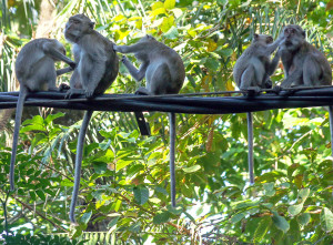 Monyet Ekor Panjang Berstatus Terancam Punah, Populasi Terus Menurun