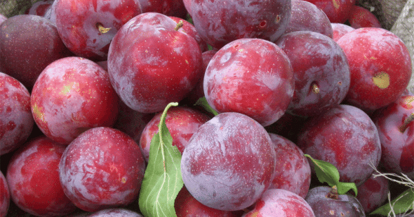 Langka! Ini 6 Buah-buahan yang Terancam Punah di Dunia