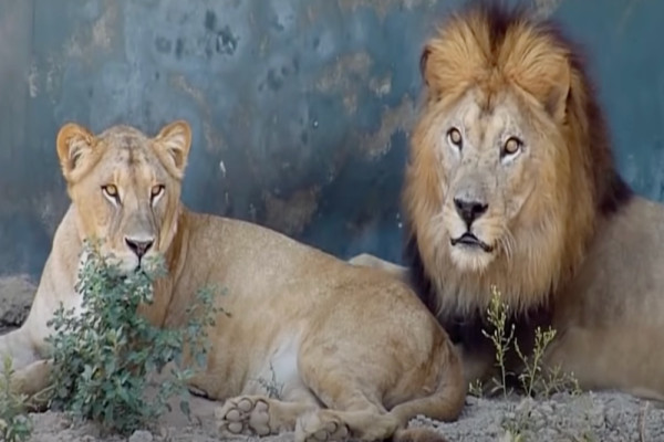 Mengenal Singa Atlas, Spesies Langka yang Jadi Julukan Timnas Maroko