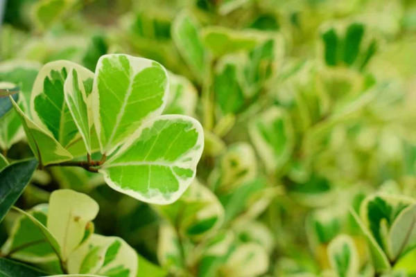 10 Tanaman yang Bisa Menghasilkan Oksigen, Dikoleksi Yuk
